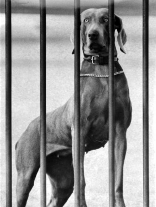 White House Pets - Photo Gallery - Presidential Pets Museum