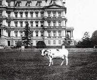 White House Pets - Photo Gallery - Presidential Pets Museum
