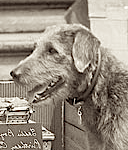 White House Pets - Photo Gallery - Presidential Pets Museum