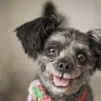 President George H.W. Bush's Dog, Millie - Presidential Pet Museum